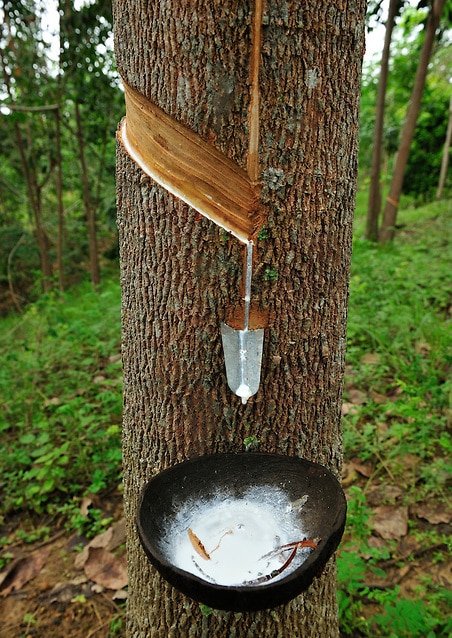 Where Rubber Comes From - Coi Rubber Products